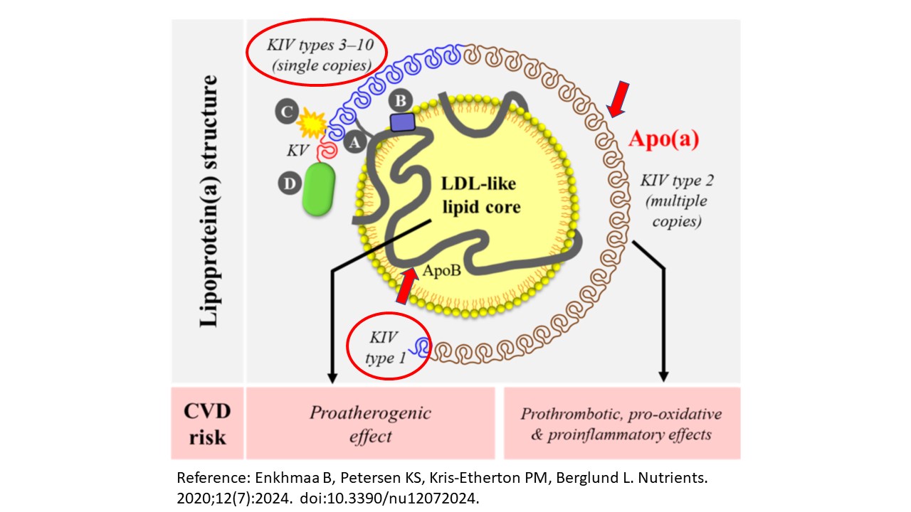 Elevated Lp(a): A Hidden Heart Risk Factor You Need to Know About